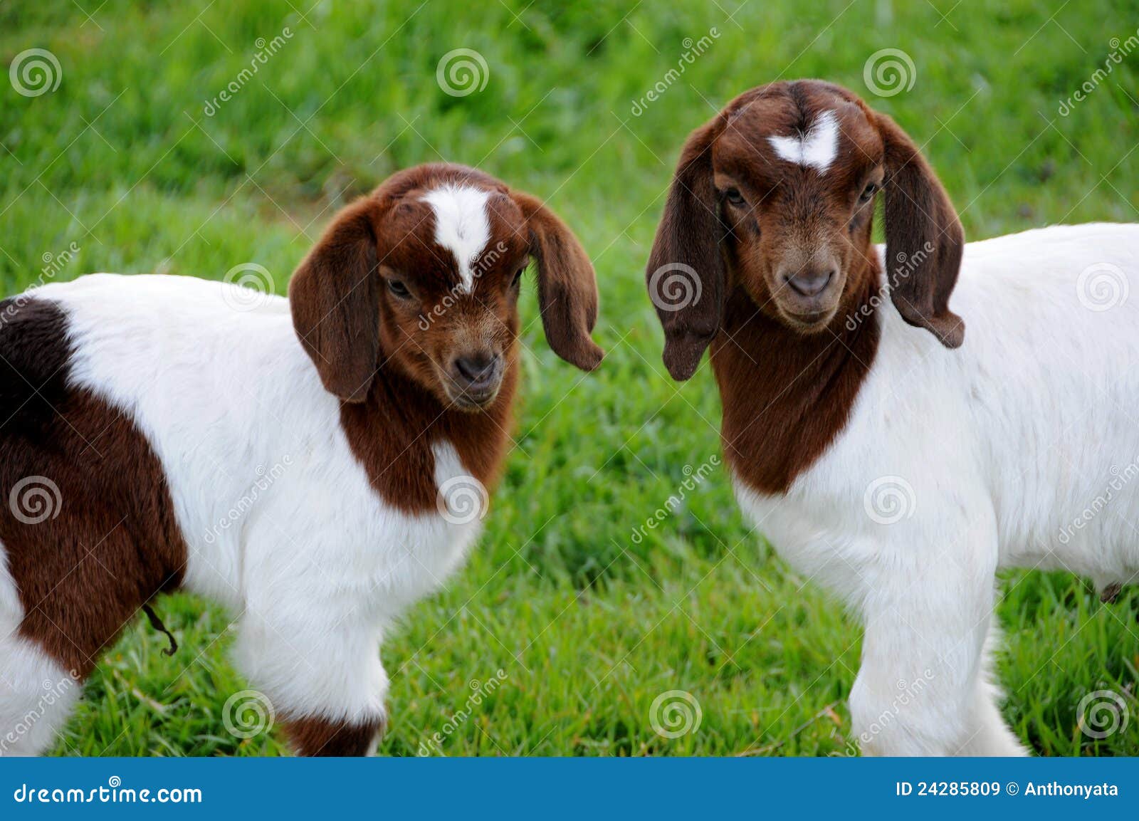 Baby Kid Goats stock image. Image of closeup, farm, expression - 24285809