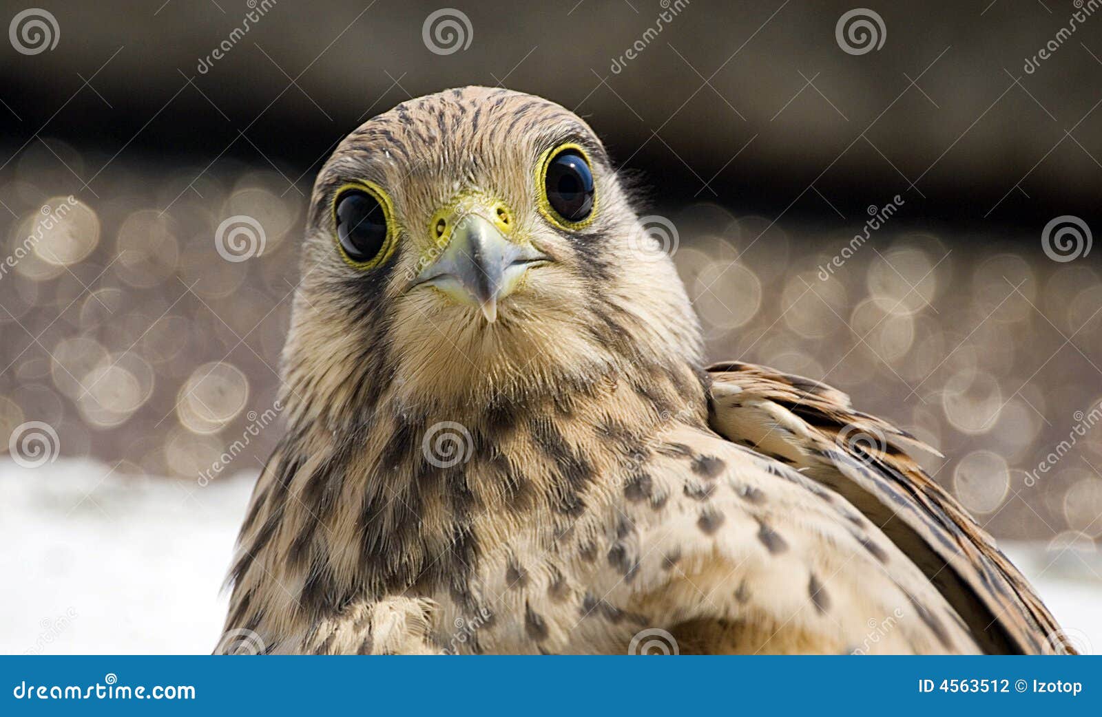 Baby kite stock photo. Image of looking, feather, beauty - 4563512