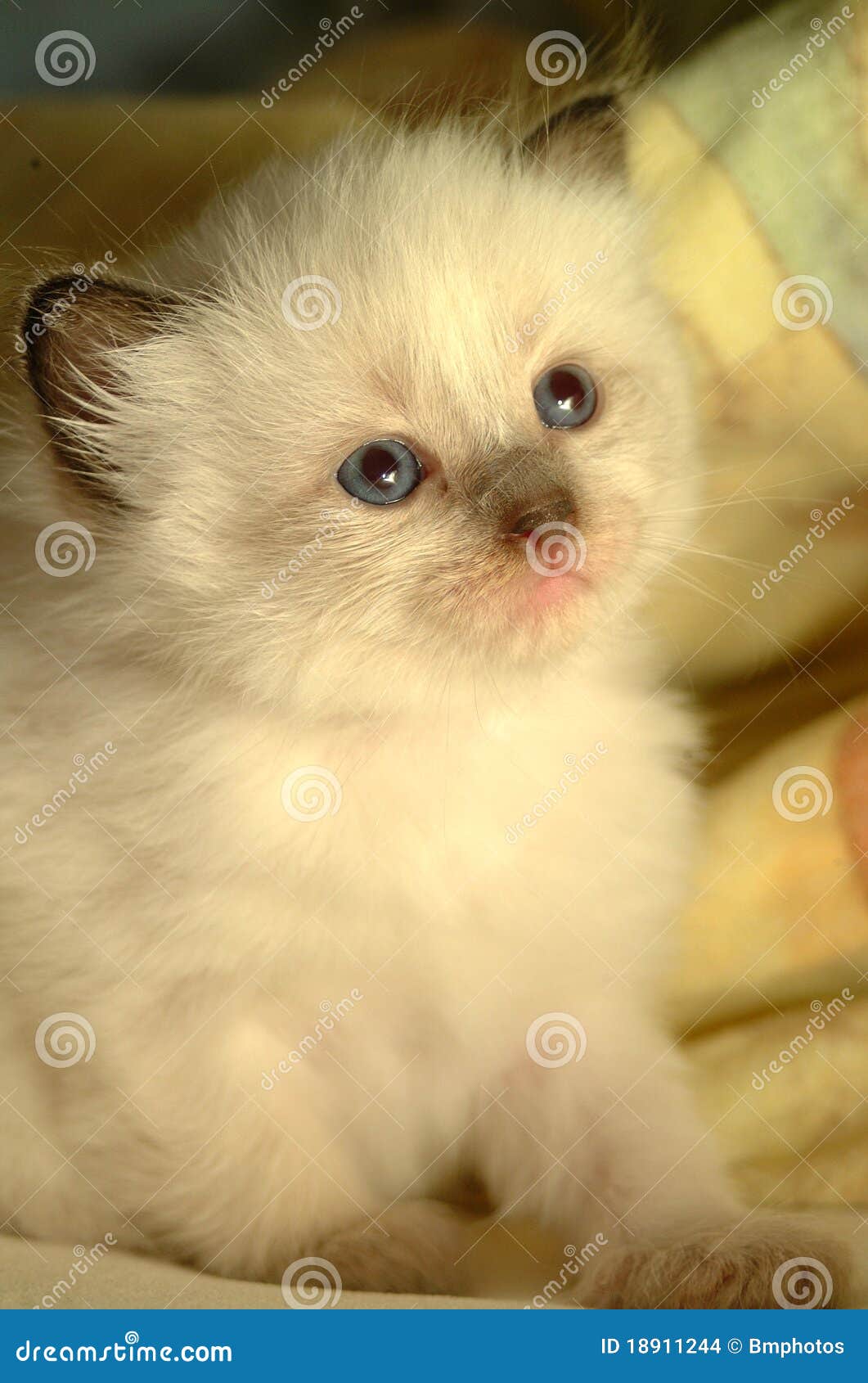 Baby Ragdoll Kitten 1 Stock Photos - Free & Royalty-Free Stock Photos ...