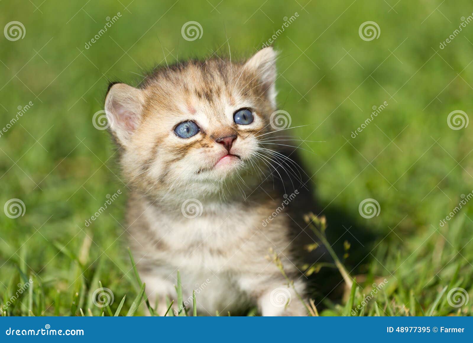 Baby kitten stock image. Image of playing, beautiful - 48977395