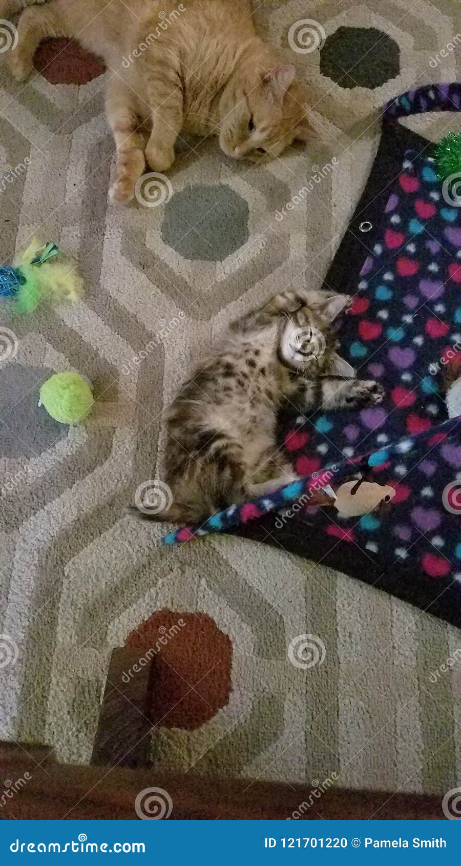 Cats stock photo. Image of napping, pets, baby, kitten - 121701220