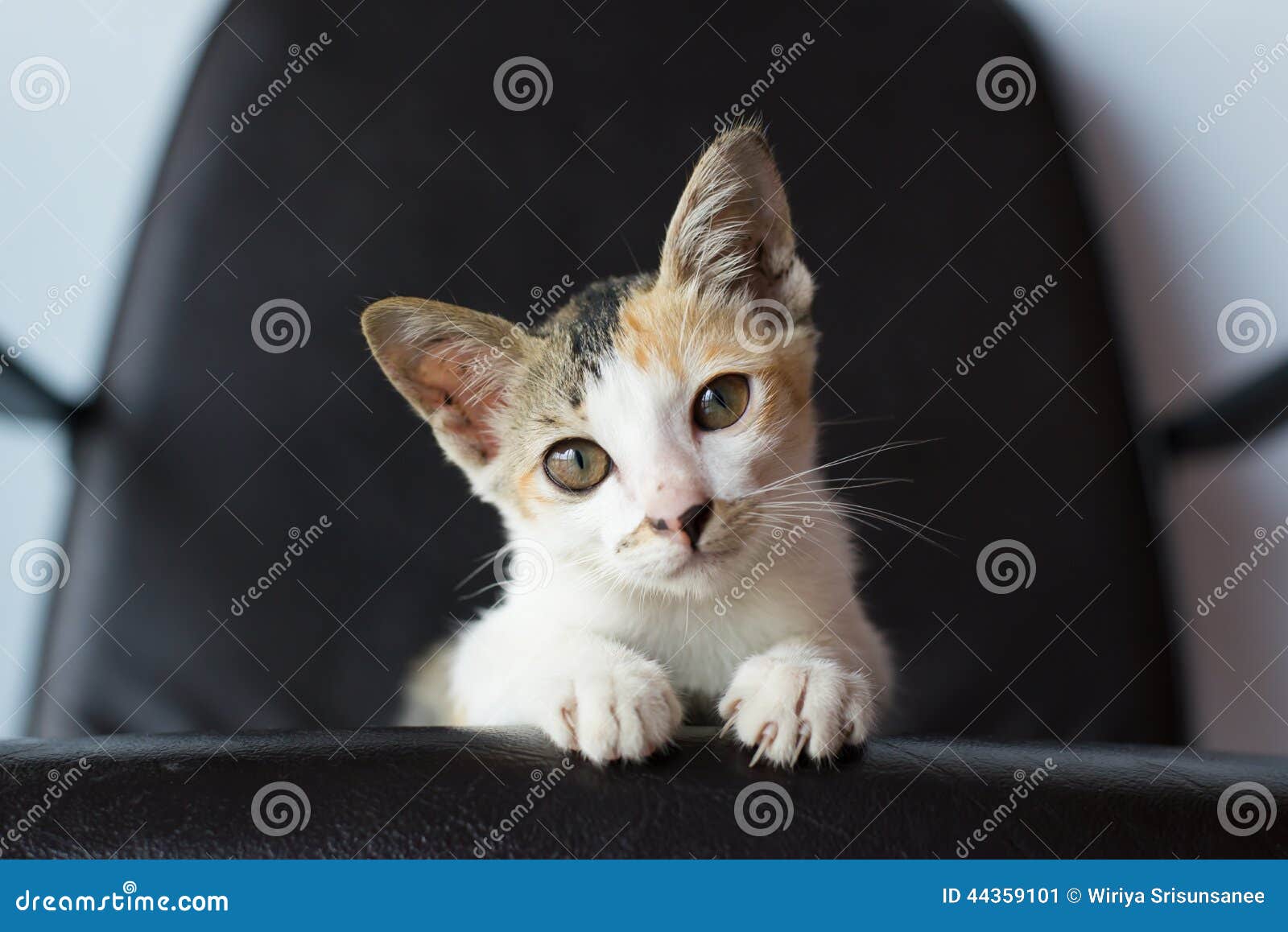 Baby Kitten Sitting on Chair Stock Image - Image of portrait, isolated ...