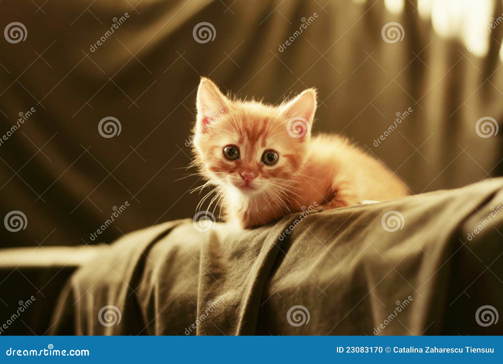 Baby Kitten in Sunset Light Stock Photo - Image of light, kitten: 23083170