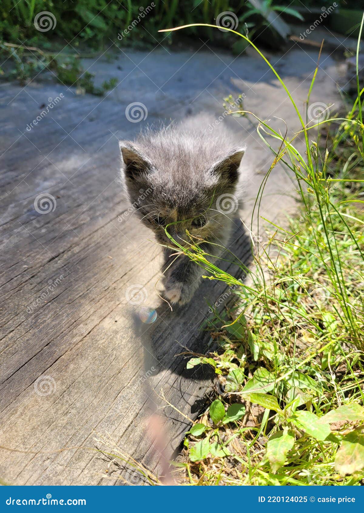 Baby kittens outside stock image. Image of animal, kittens - 220124025
