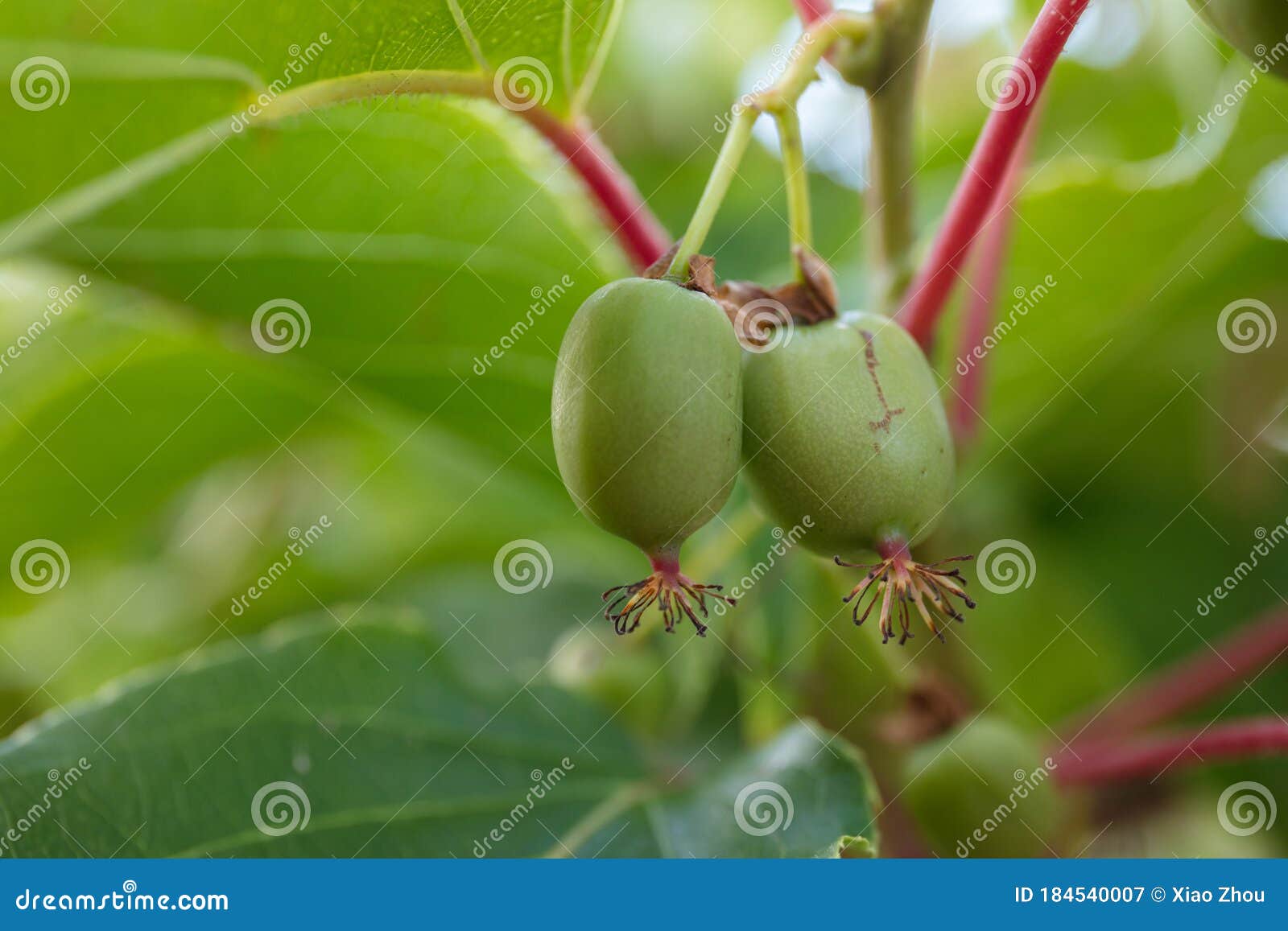 Baby kiwi fruit stock image. Image of organic, floral - 184540007