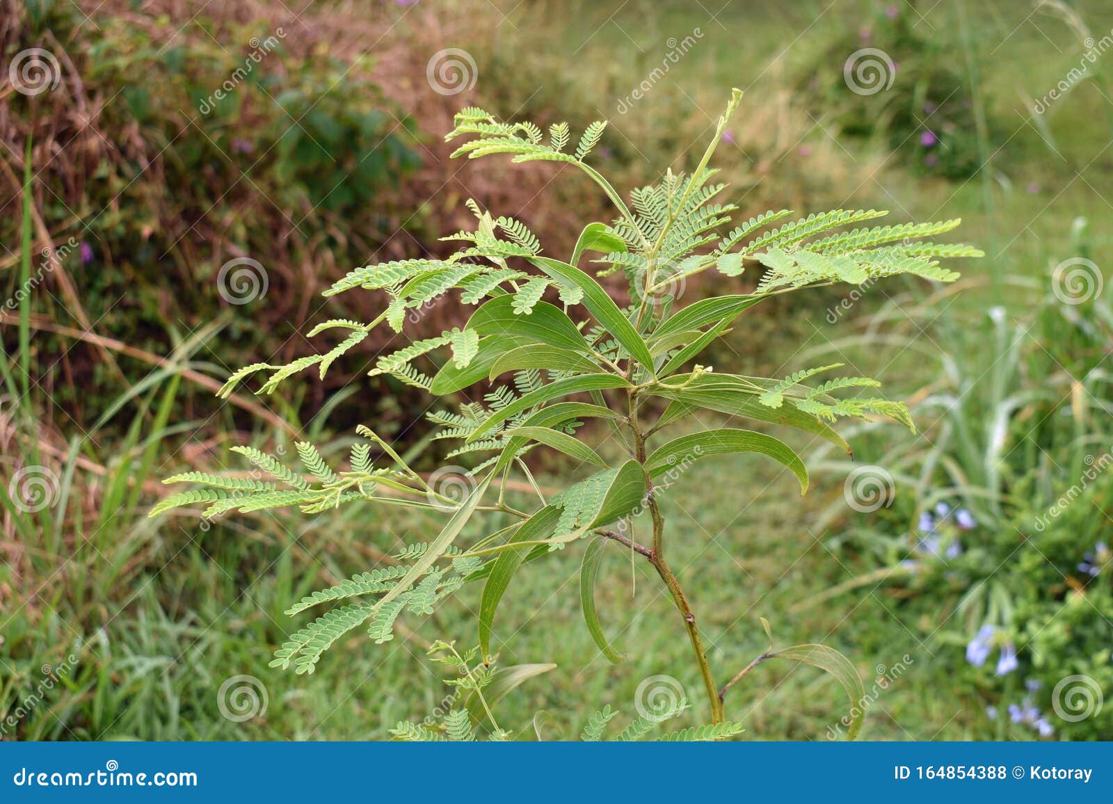 Baby Koa Tree in the Grasses Stock Photo - Image of plants, grasses ...