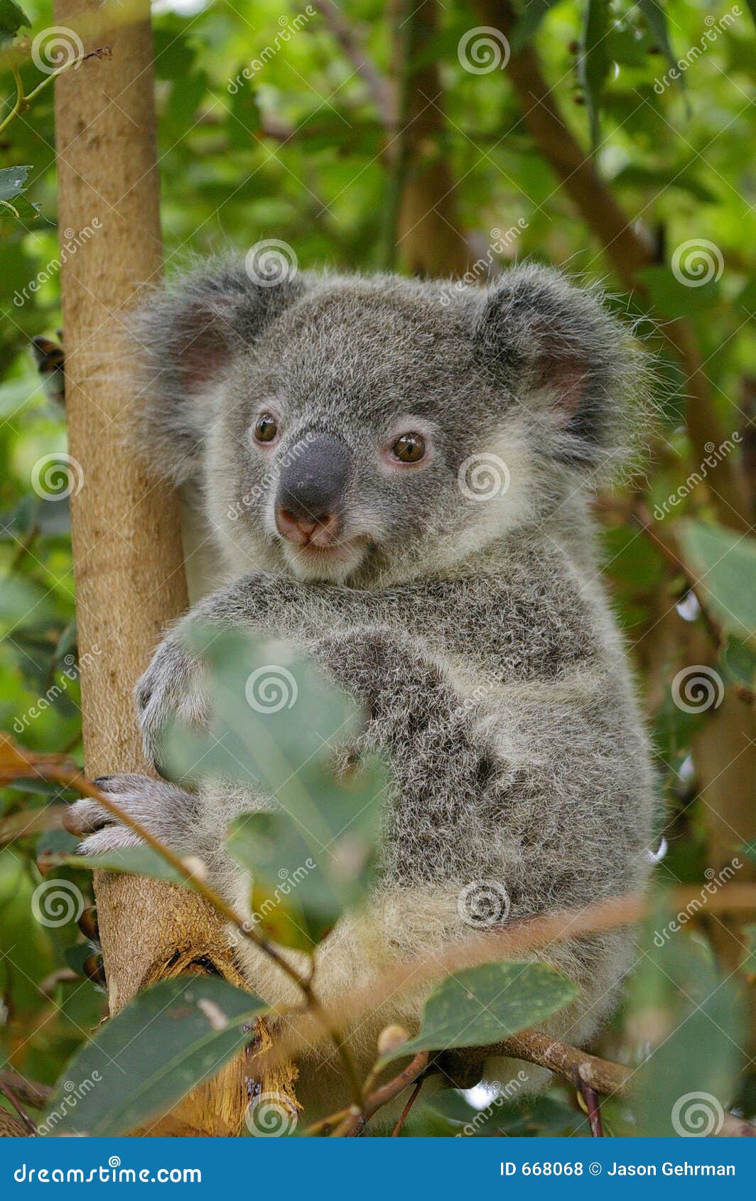Baby Koala stock photo. Image of australia, koala, native - 668068