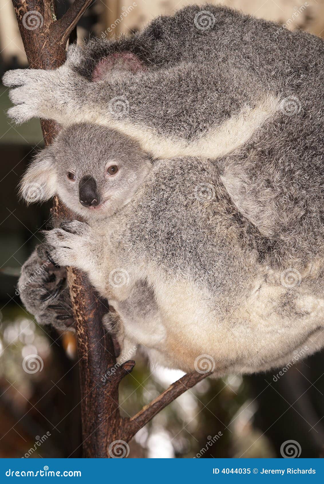 Baby Koala Sleeping In A Tree Royalty-Free Stock Photography ...