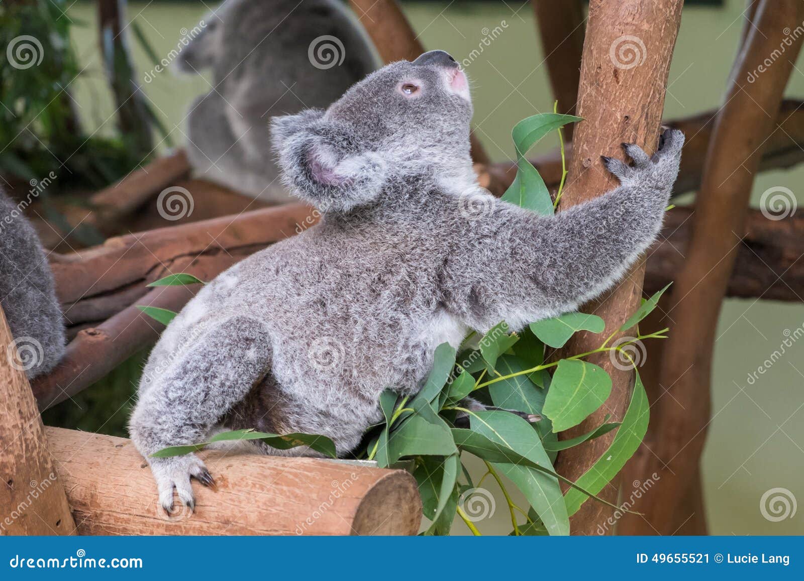 Baby koala climbing a tree stock image. Image of marsupial - 49655521