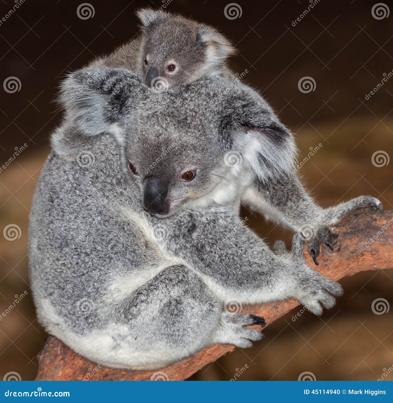 Koala @ Blackbutt Nature Reserve, New Castle, Australia Stock ...