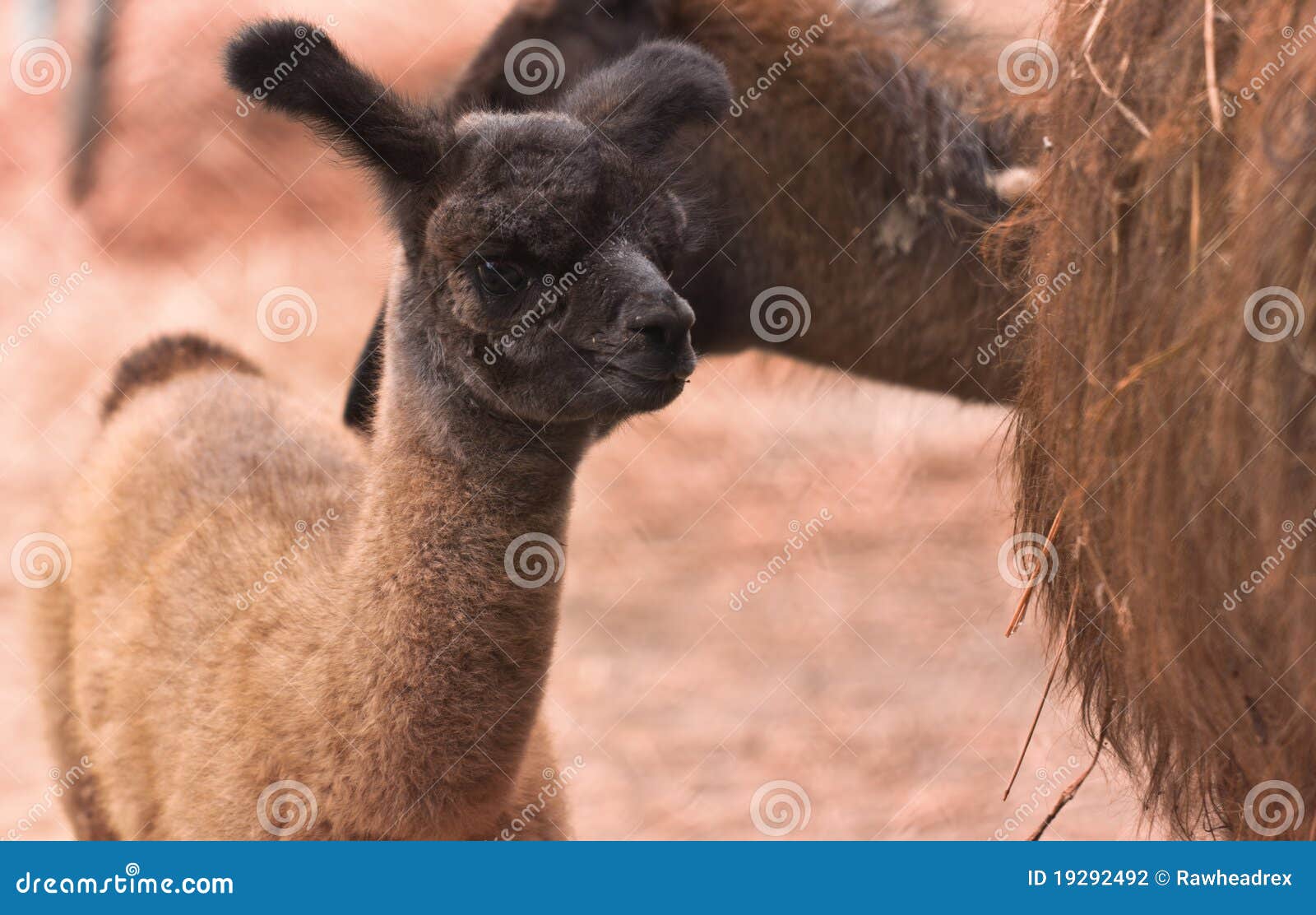 Baby Lama stock photo. Image of cute, family, farming - 19292492