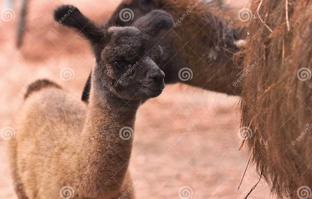 Baby Lama stock photo. Image of cute, family, farming - 19292492