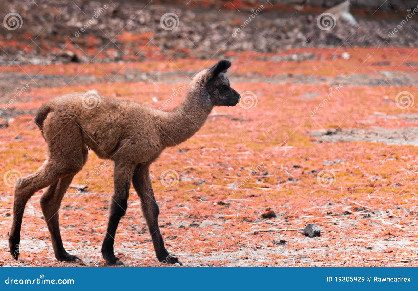 Baby Lama stock image. Image of rural, born, breed, farm - 19305929