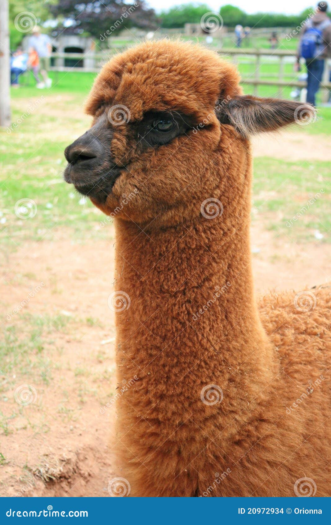 Baby of lama stock photo. Image of cute, mammal, grass - 20972934