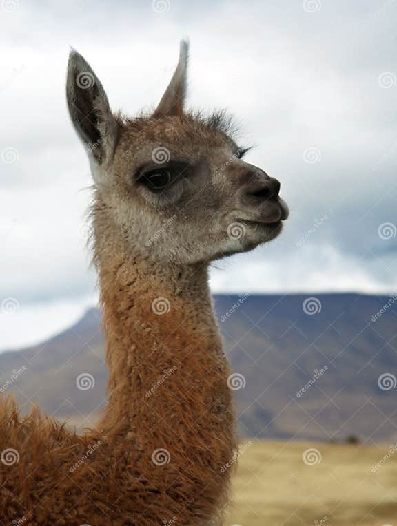Baby lama stock photo. Image of head, pastoral, america - 8718582