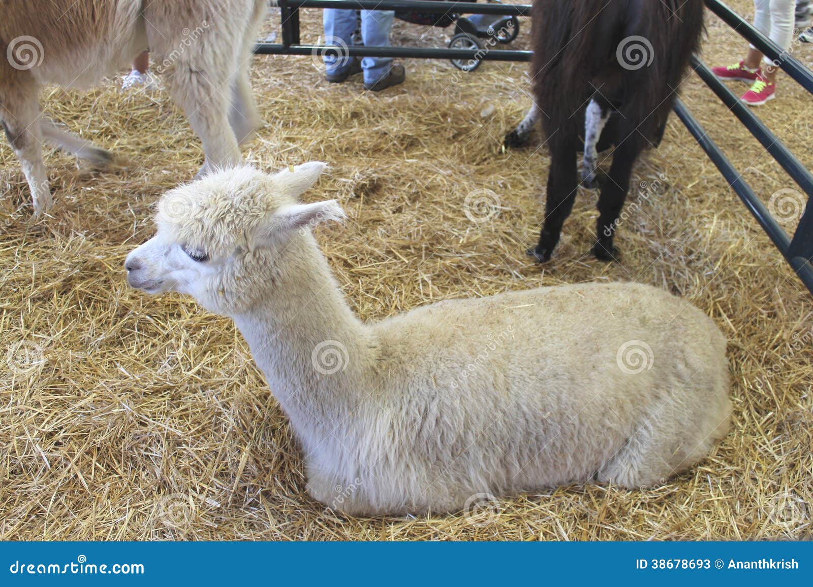 Baby Lama stock image. Image of farm, creature, cute - 38678693