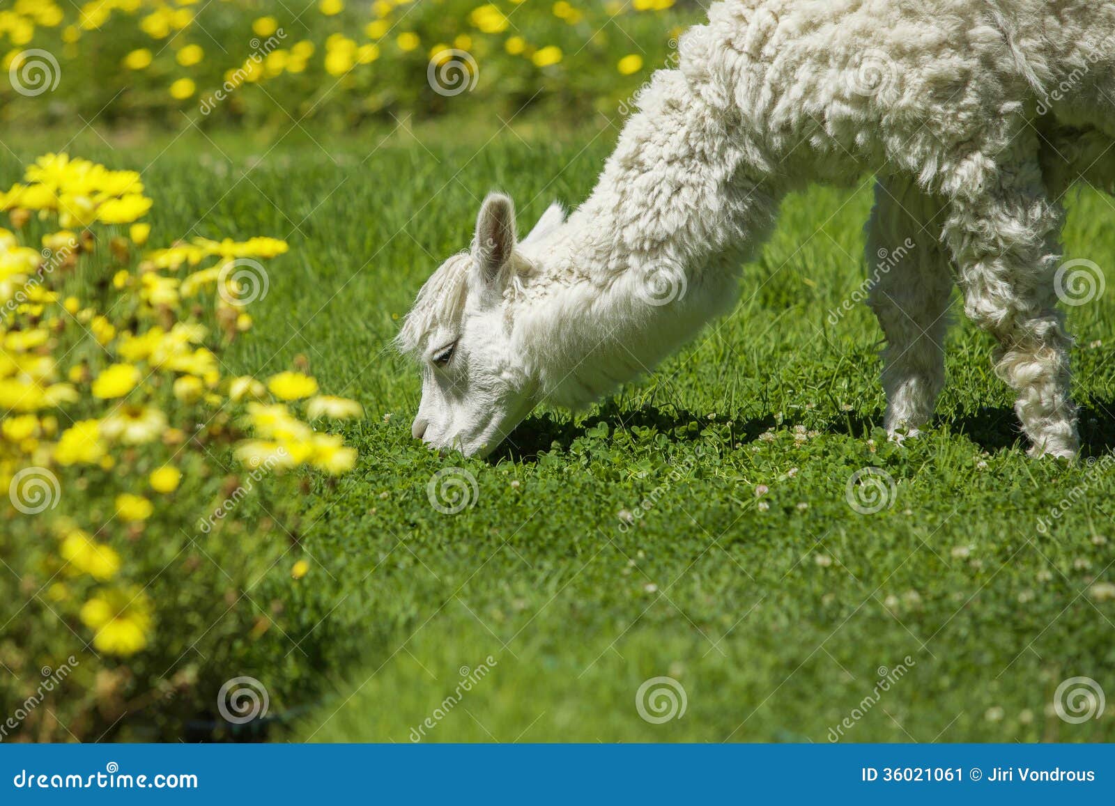 Baby Lama Feeding on Grass Surrounded with Yellow Flowers Stock Image ...