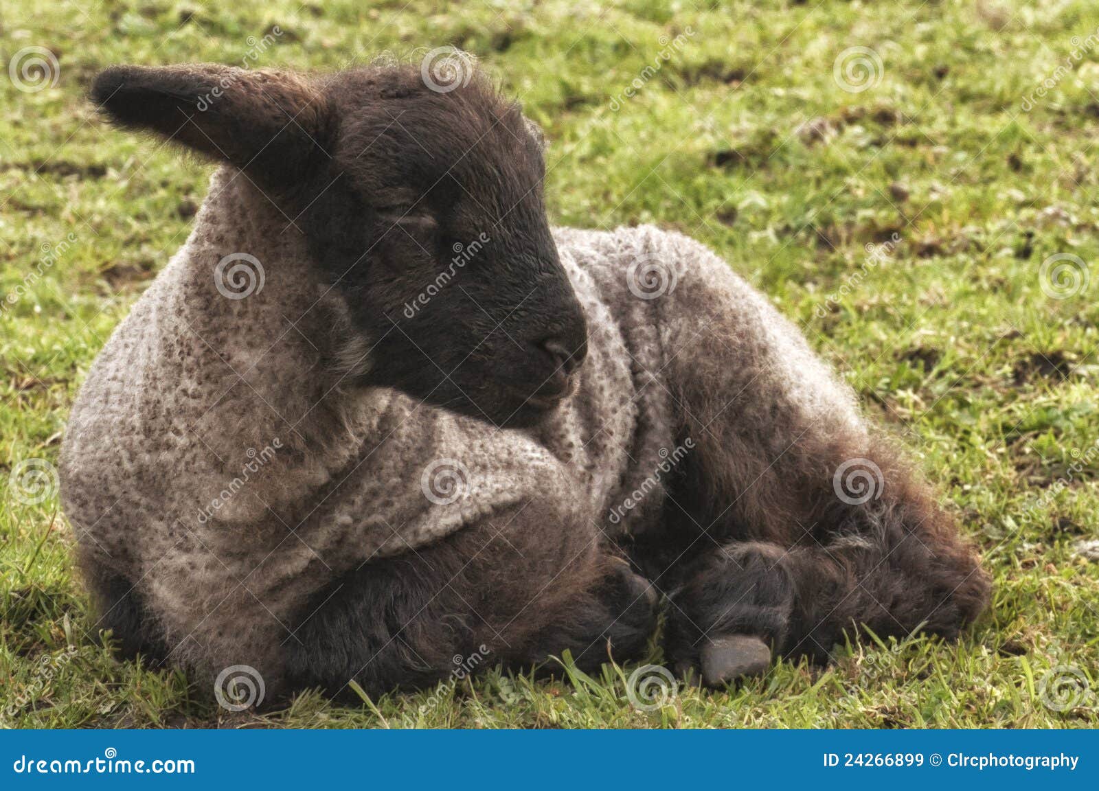 Baby lamb stock image. Image of field, wool, young, baby - 24266899