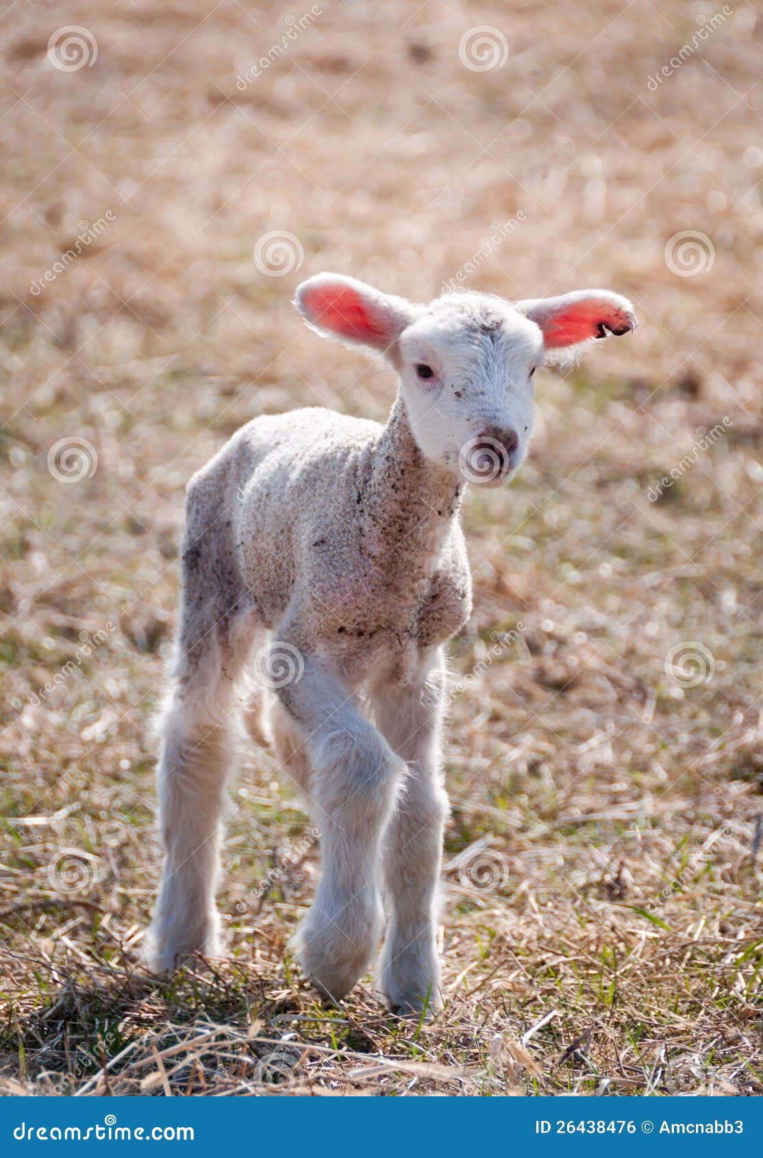 Baby Lamb stock photo. Image of innocent, barnyard, aries - 26438476
