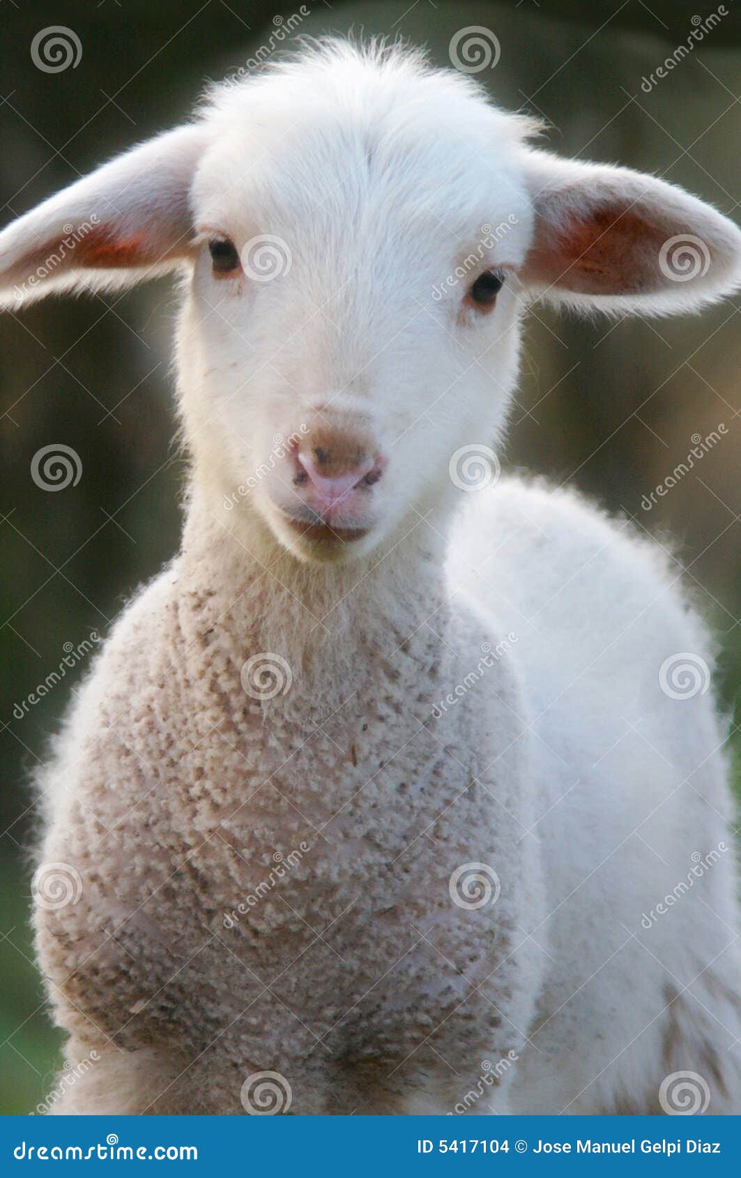 A baby lamb stock photo. Image of portrait, meadow, food - 5417104