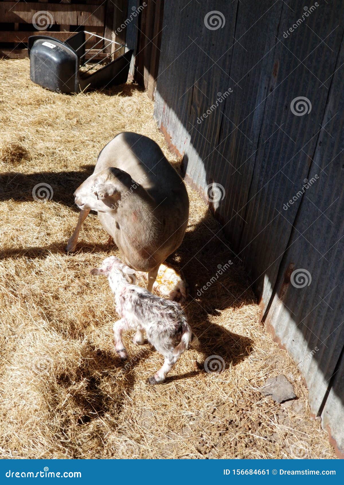 Baby Lamb Animals Farm Ranch Stock Image - Image of baby, farm: 156684661