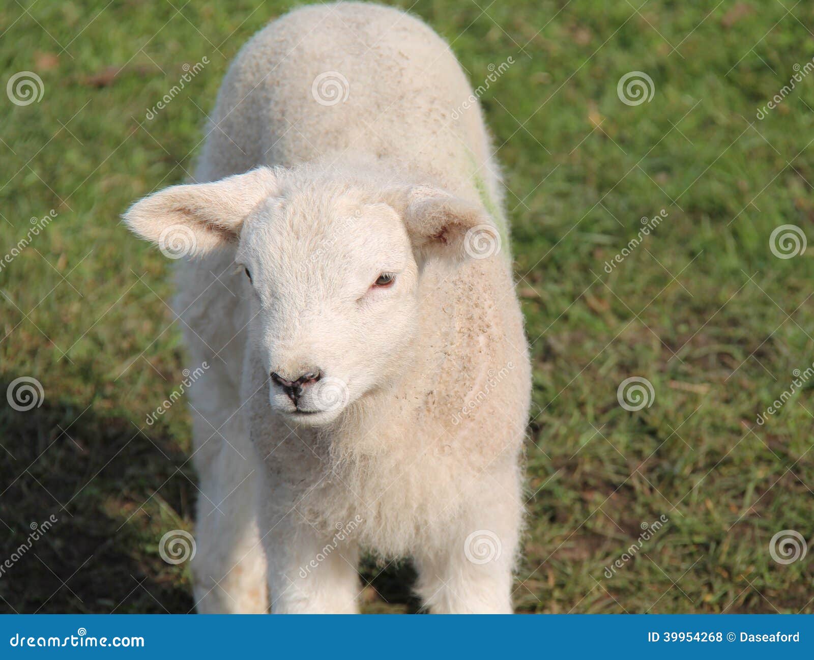 Baby Lamb. stock photo. Image of farm, farming, countryside - 39954268