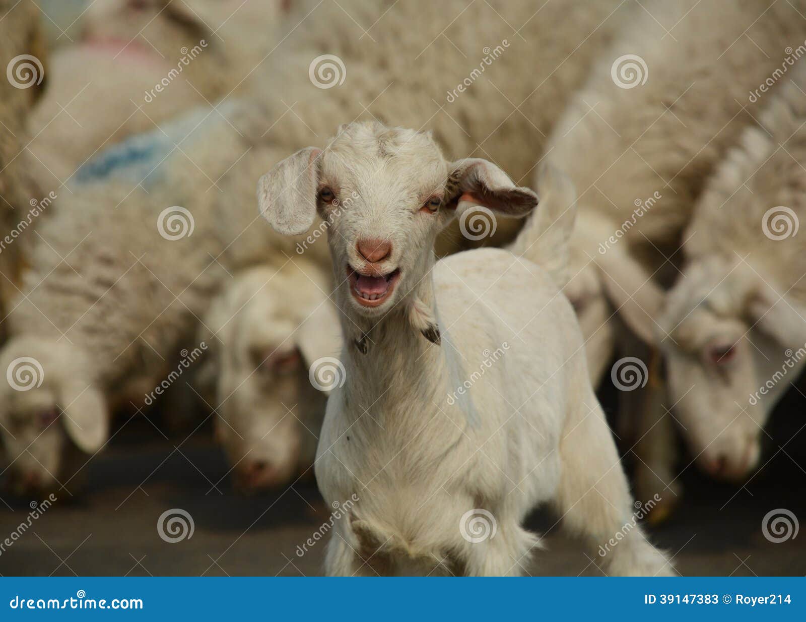 Baby Lamb stock image. Image of natural, farming, farm - 39147383