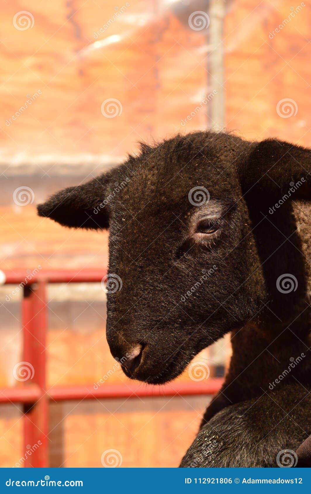 Baby lamb face stock photo. Image of livestock, agriculture - 112921806