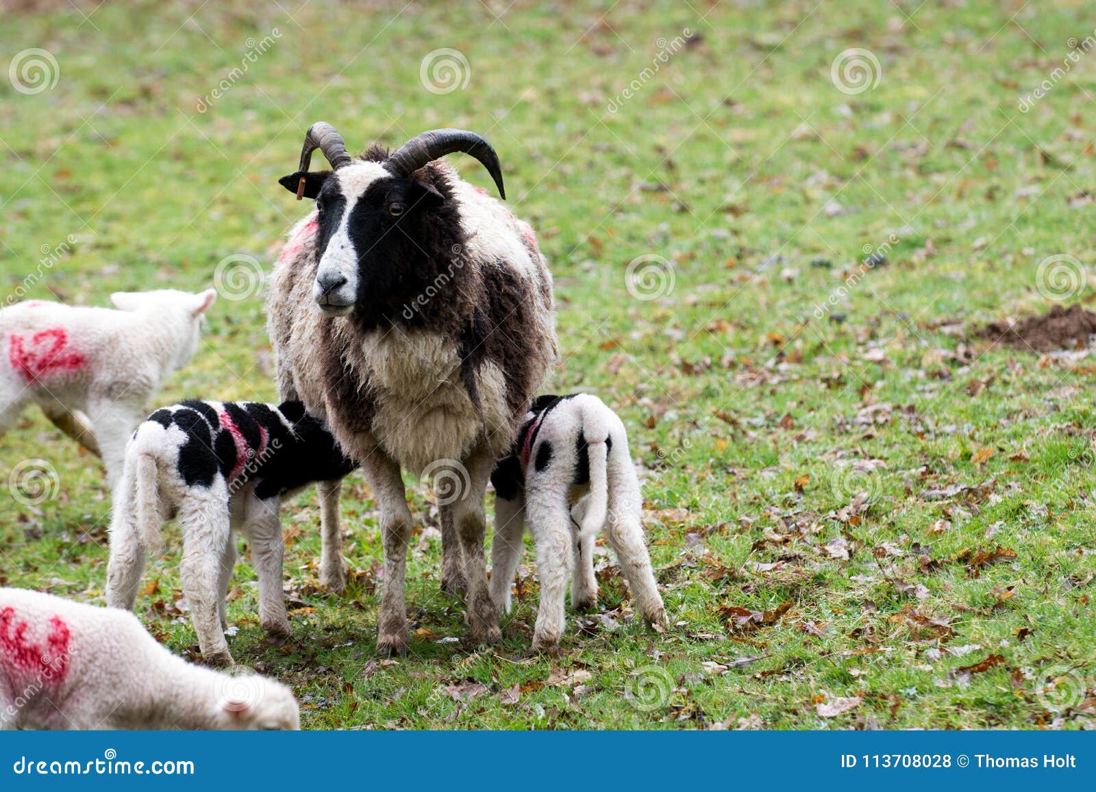 Baby Lamb in Field in Spring during Lambing Season Stock Photo - Image ...