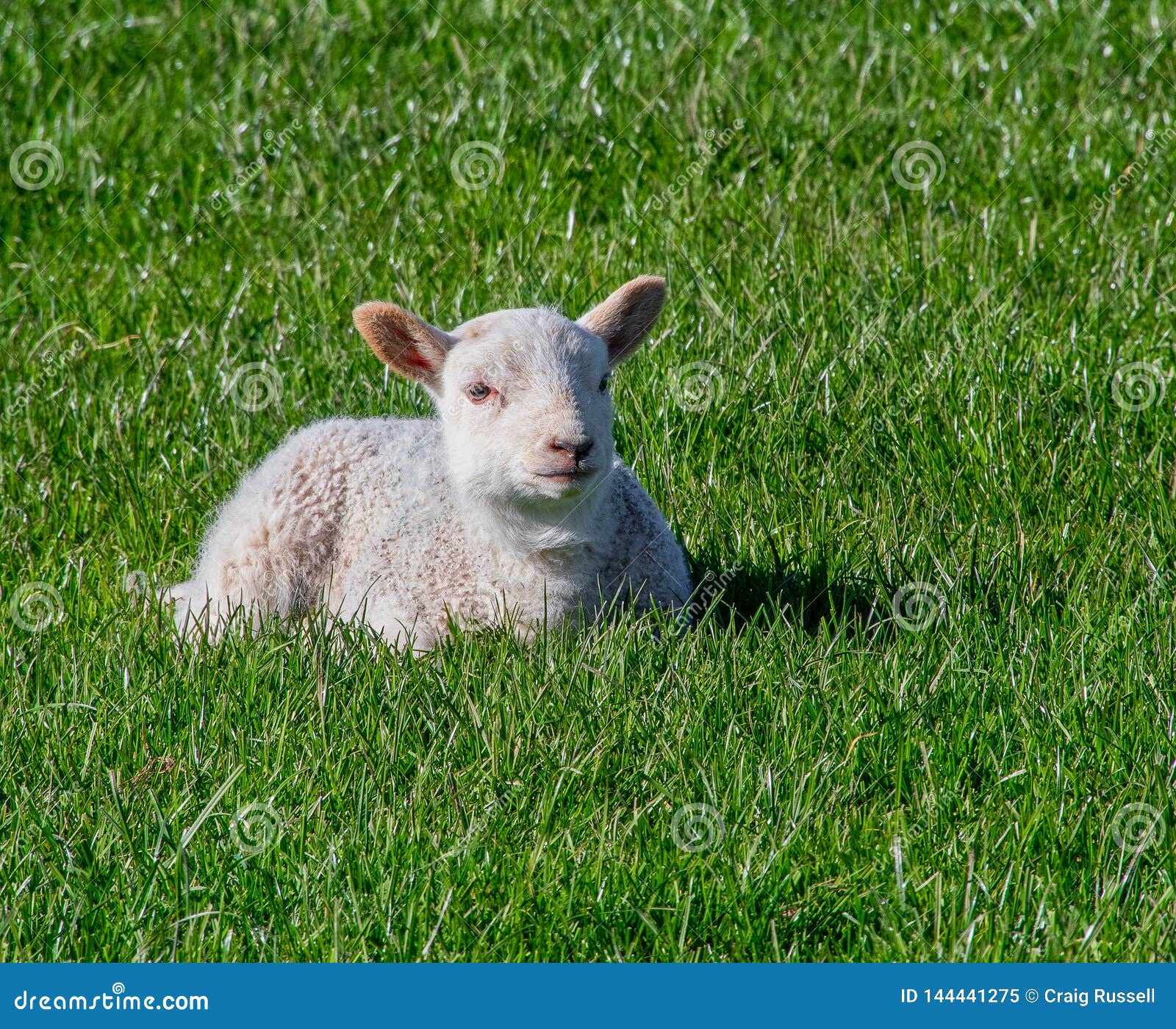 Baby lamb laying down stock image. Image of laying, wool - 144441275