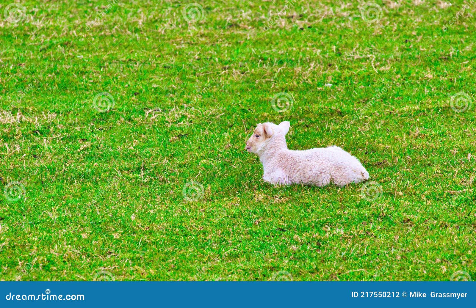 Baby Lamb Laying in a Meadow Stock Photo - Image of close, nopeople ...