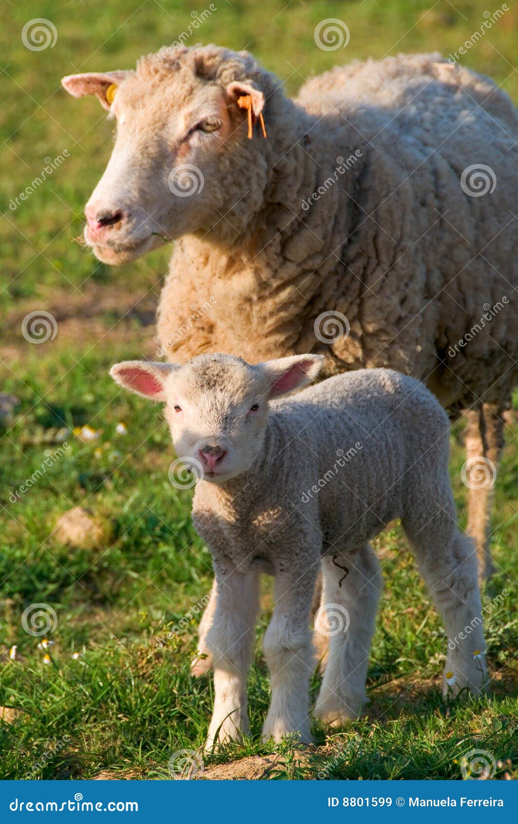 Baby lamb with the mother stock image. Image of meadow - 8801599