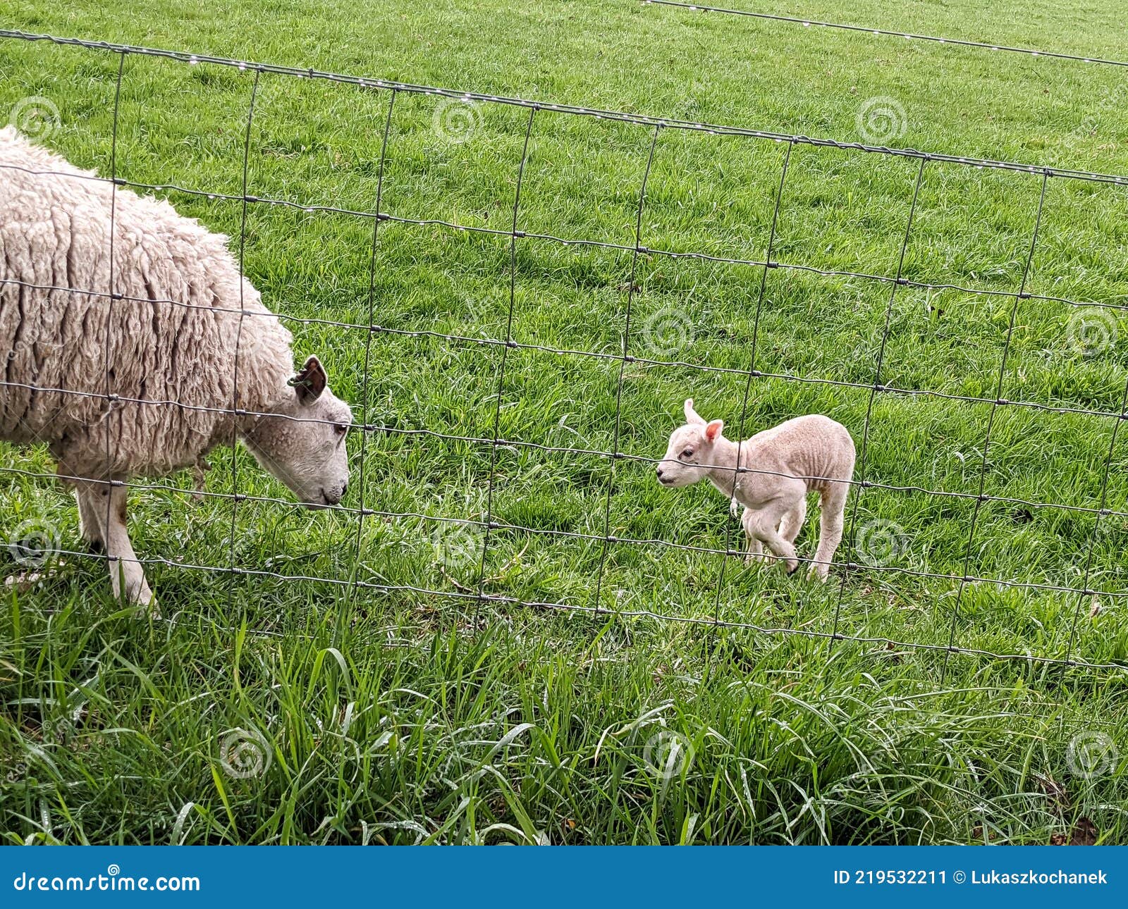 Baby Lamb with Mother on Green Field Stock Image - Image of farmland ...