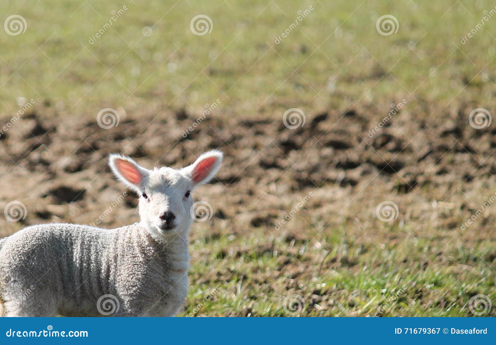 Baby Lamb. stock image. Image of farm, baby, wild, rural - 71679367