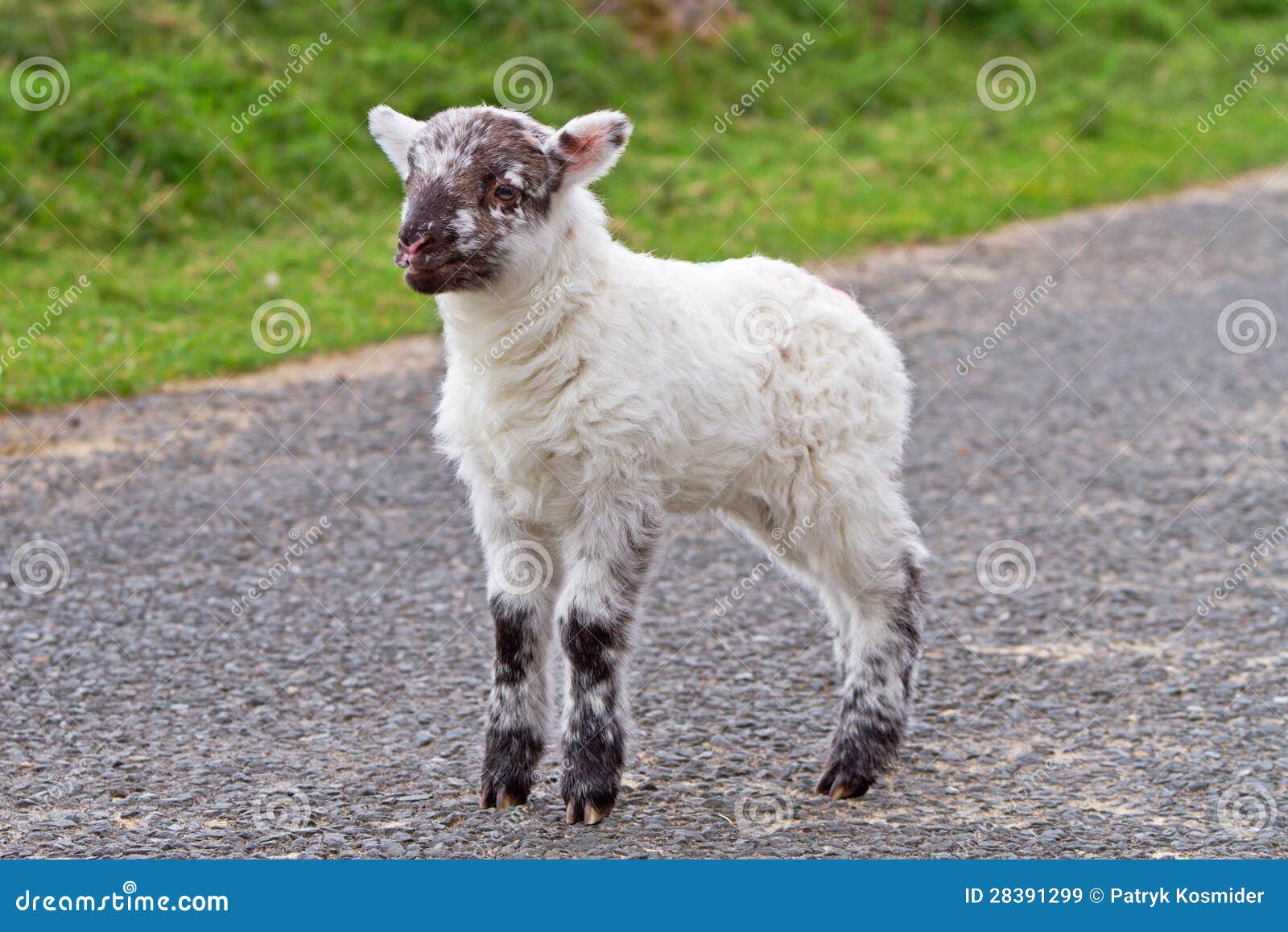 Baby lamb on the road stock image. Image of ireland, environment - 28391299