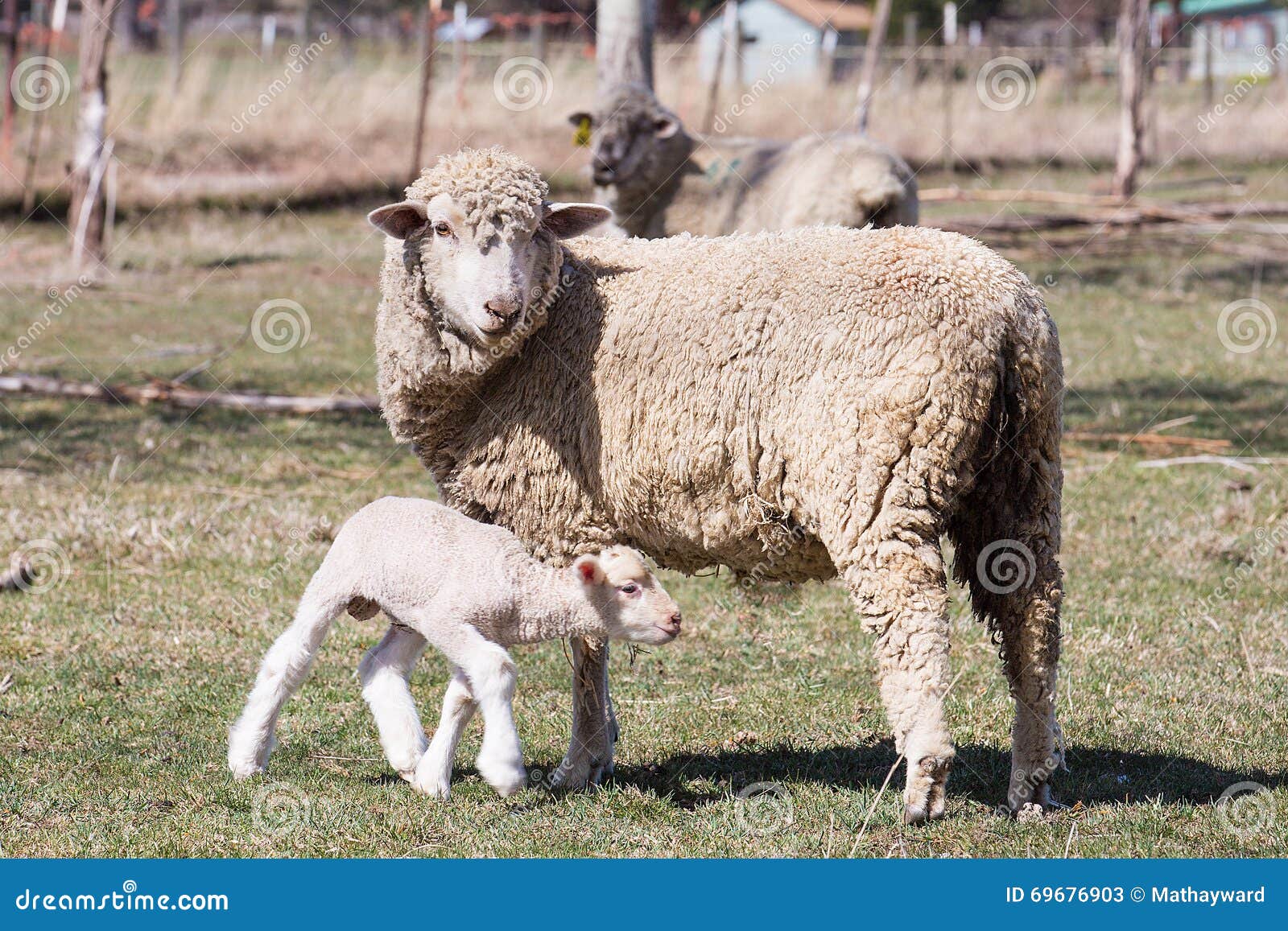 Baby Lamb and Sheep on a Farm Stock Image - Image of livestock, nature ...