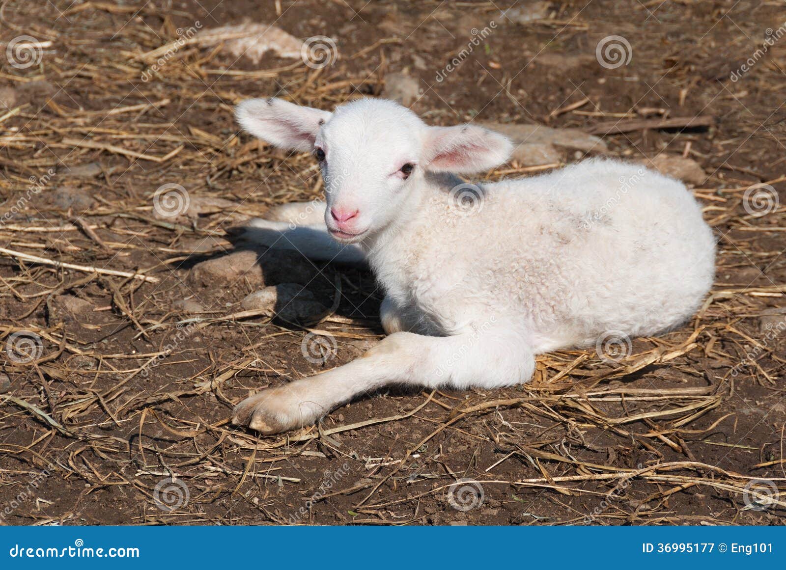 White Lamb Sitting