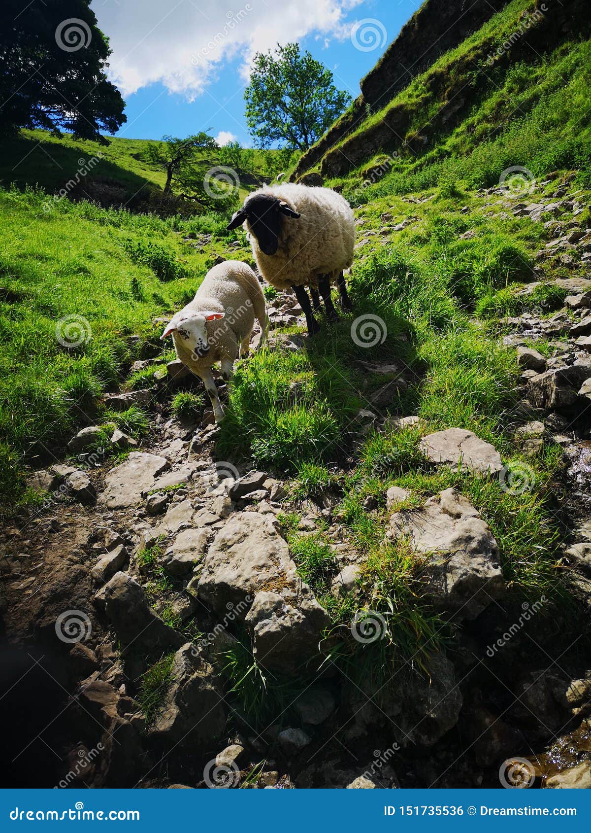 Baby lamb takes lead stock photo. Image of sheep, lead - 151735536