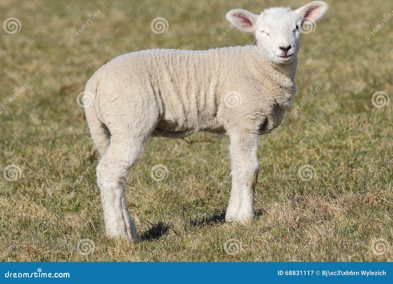 Baby lamb stock image. Image of wool, blink, sheep, farming - 68831117