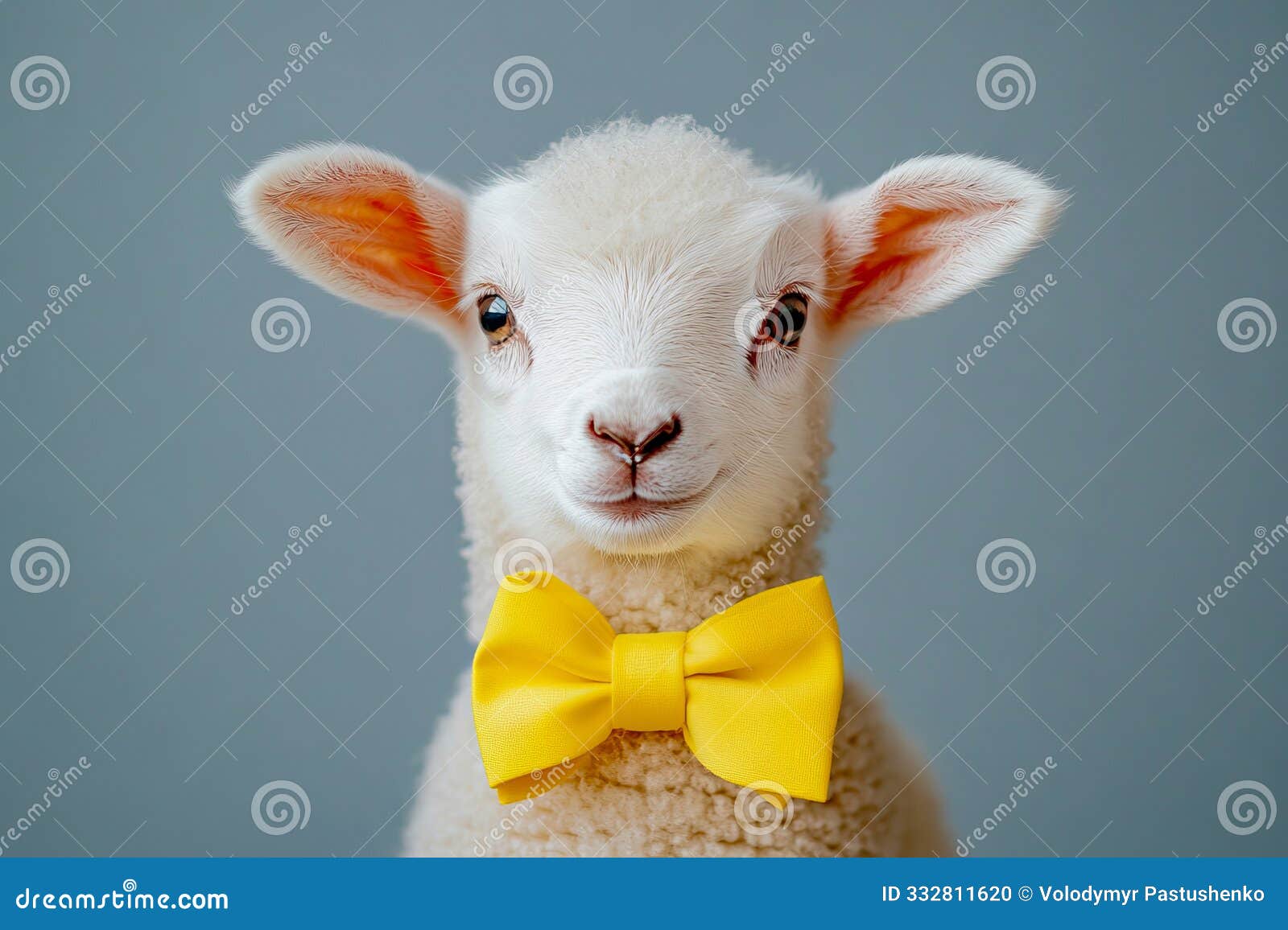 A Baby Lamb with a Yellow Bow Tie on Its Neck Stock Photo - Image of ...