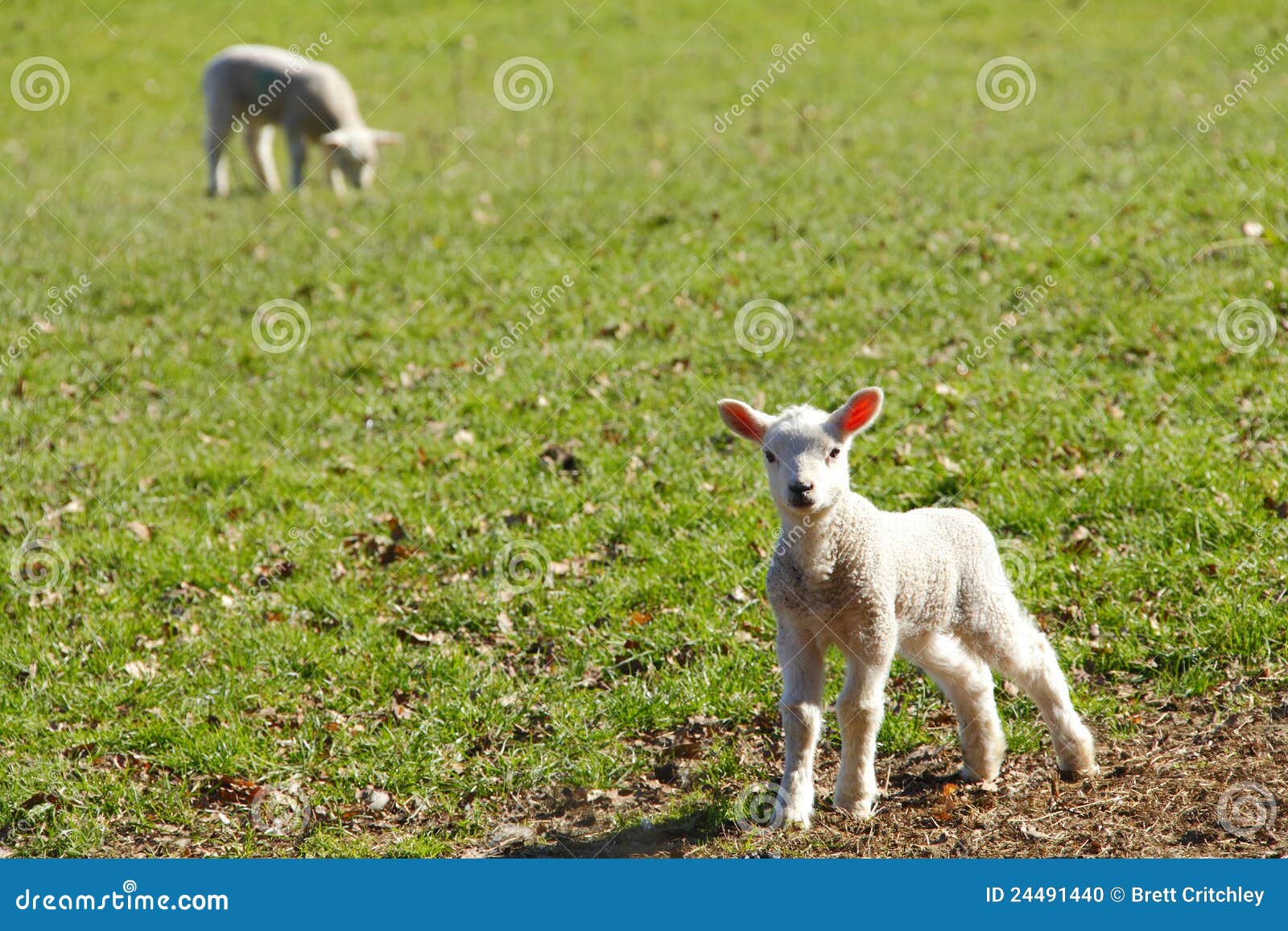 Baby lambs stock photo. Image of farm, baby, meadow, newborn - 24491440