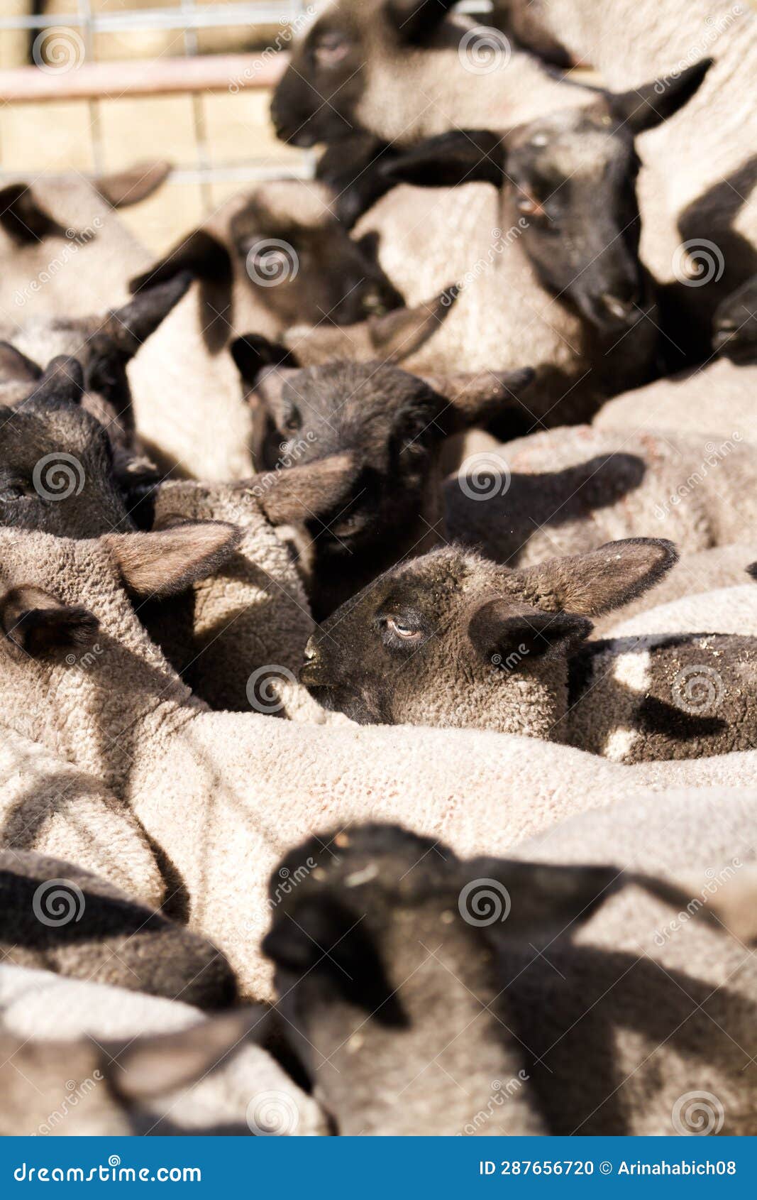 Baby lambs stock photo. Image of black, lamb, ranch - 287656720