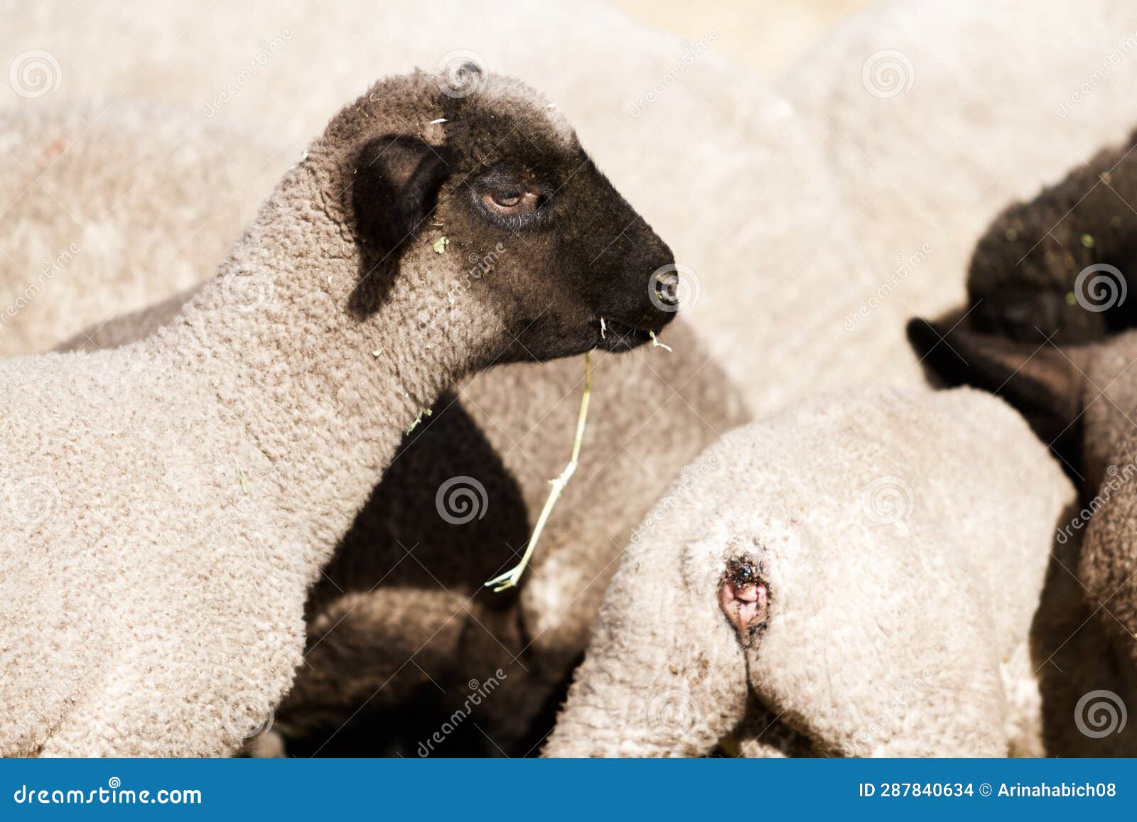Baby lambs stock photo. Image of lamb, colorado, white - 287840634