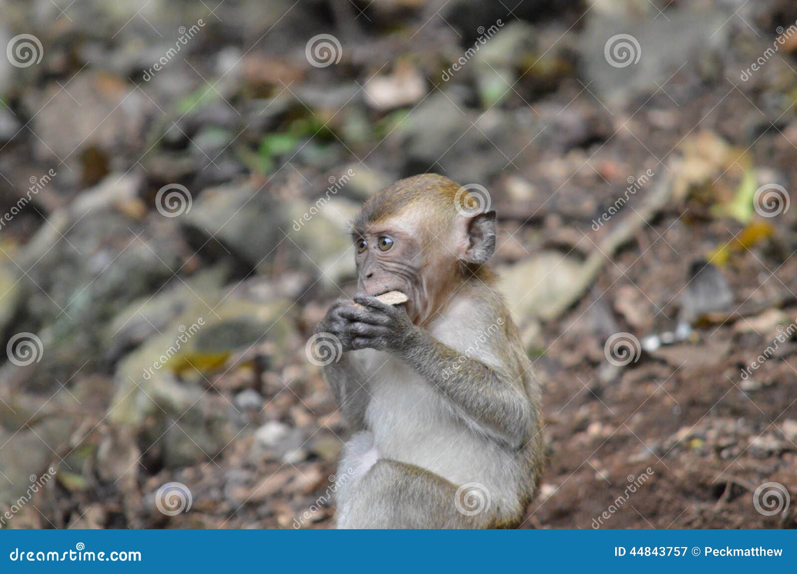 Baby Macaque learning stock image. Image of macaques - 44843757