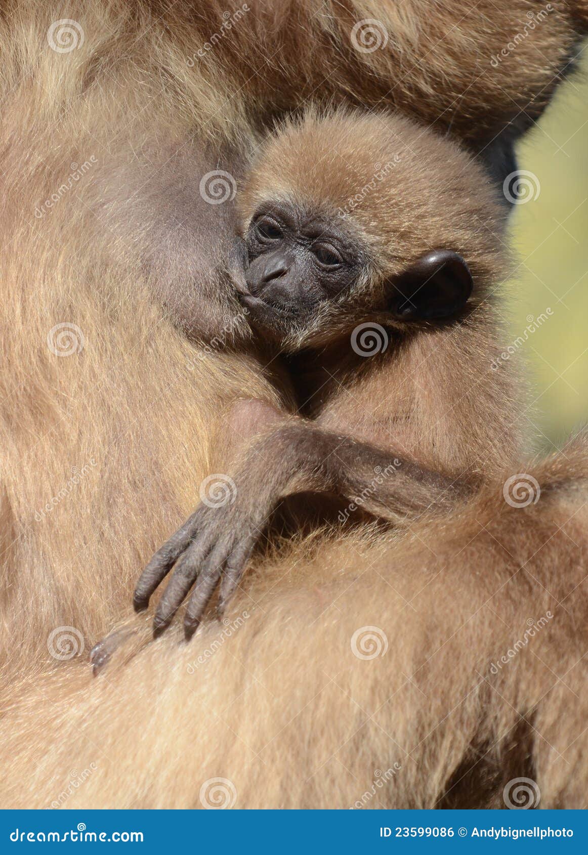 Baby Lar Gibbon stock photo. Image of baby, infant, gibbon - 23599086