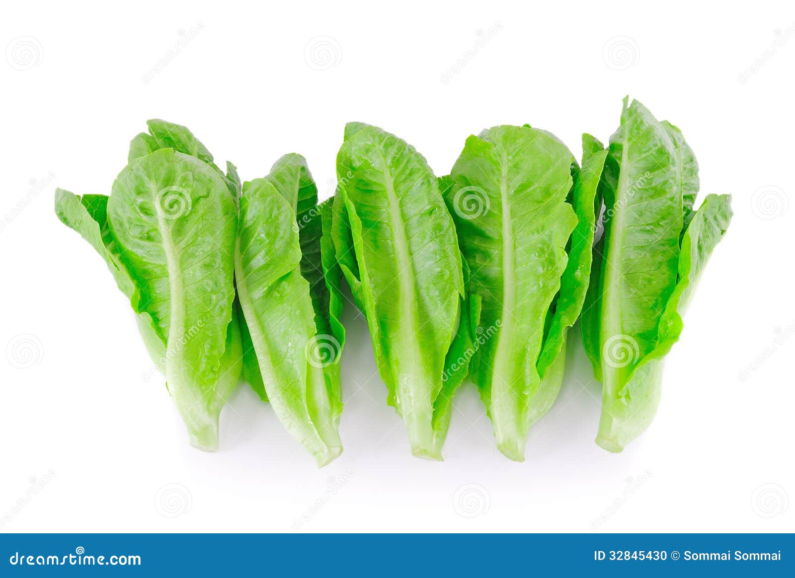 Baby-Lattich. stockfoto. Bild von wasserkultur, koch - 32845430
