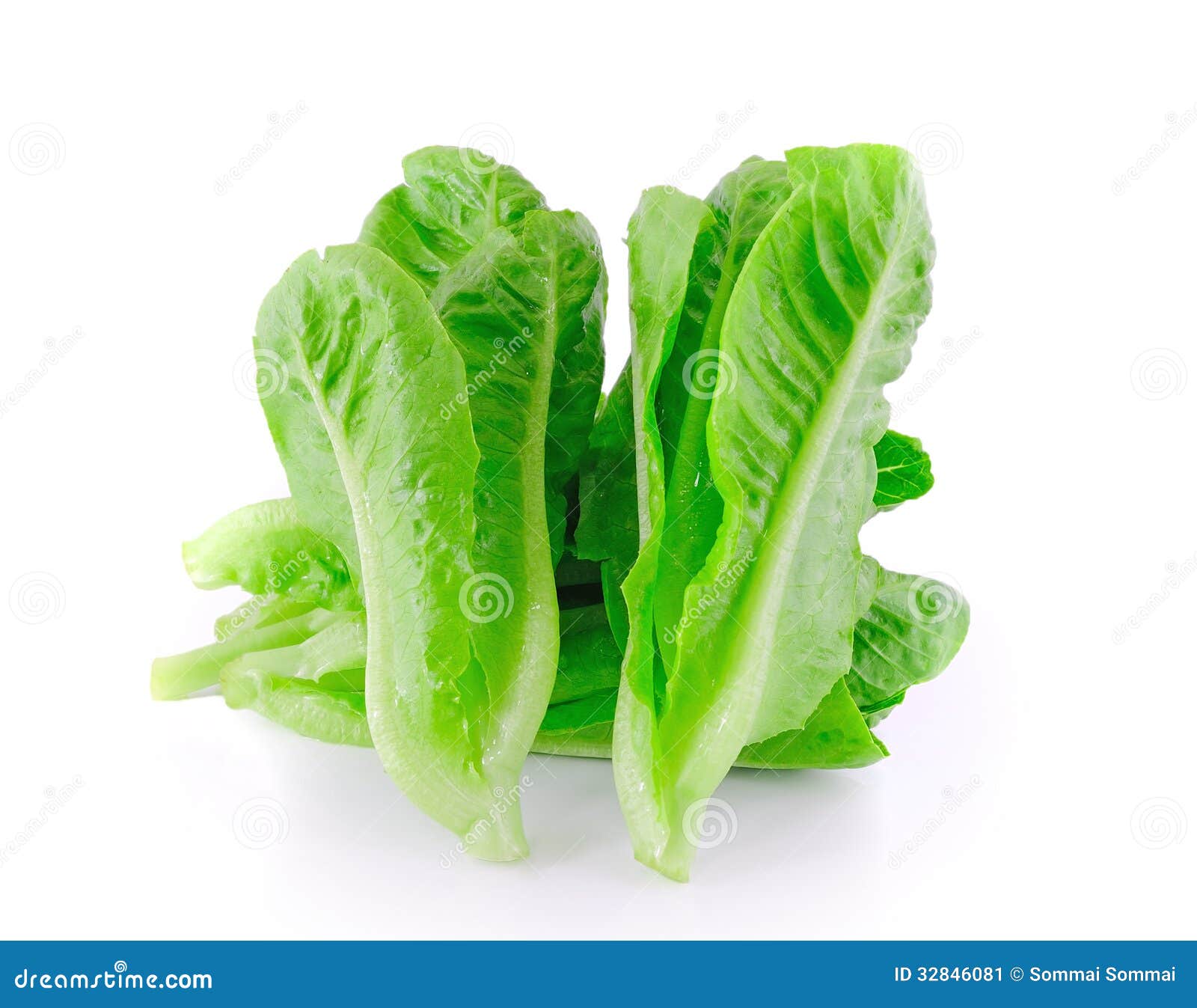 Baby-Lattich. stockbild. Bild von grün, schätzchen, blatt - 32846081