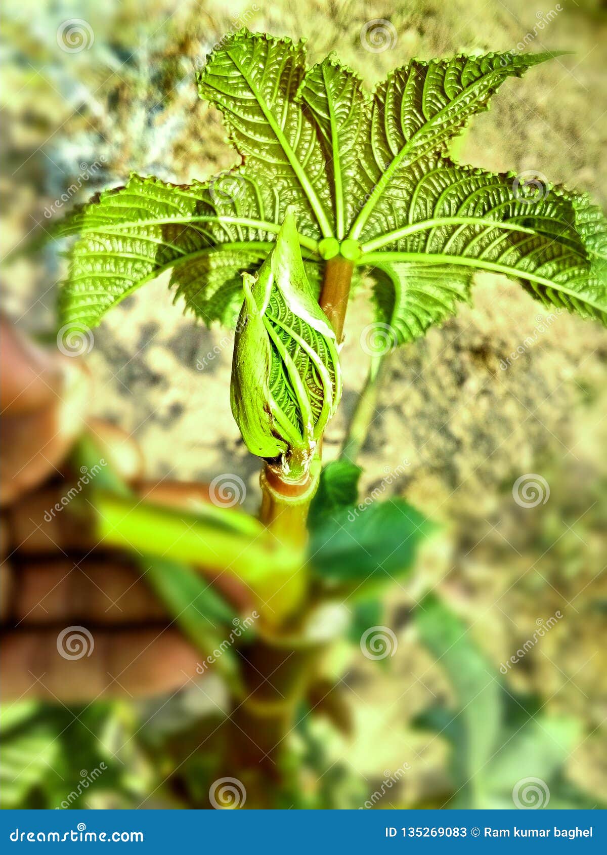 Baby leafs stock image. Image of leaf, colour, baby - 135269083