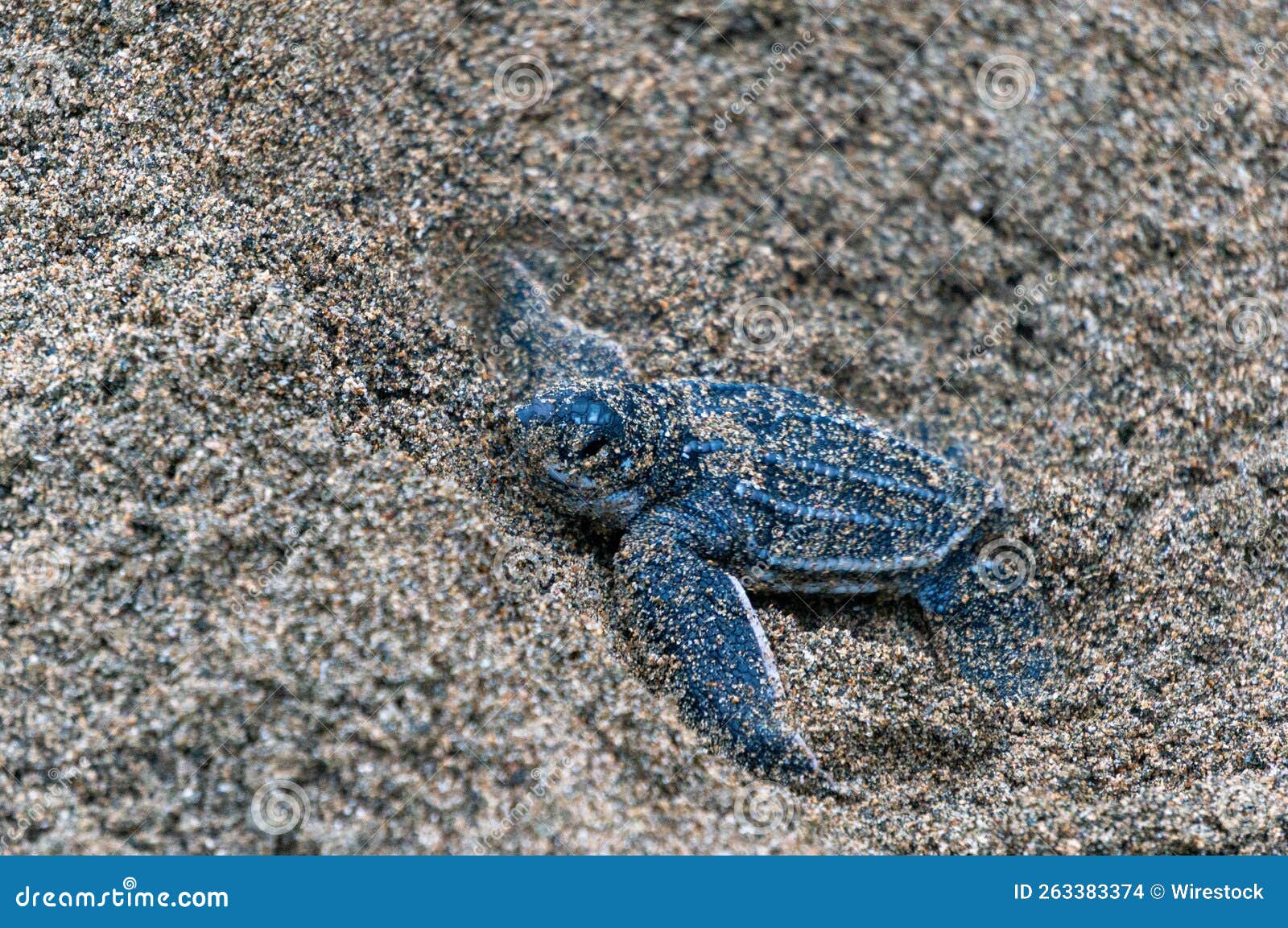 Baby Leatherback Sea Turtle Dermochelys Coriacea Running To The Sea ...
