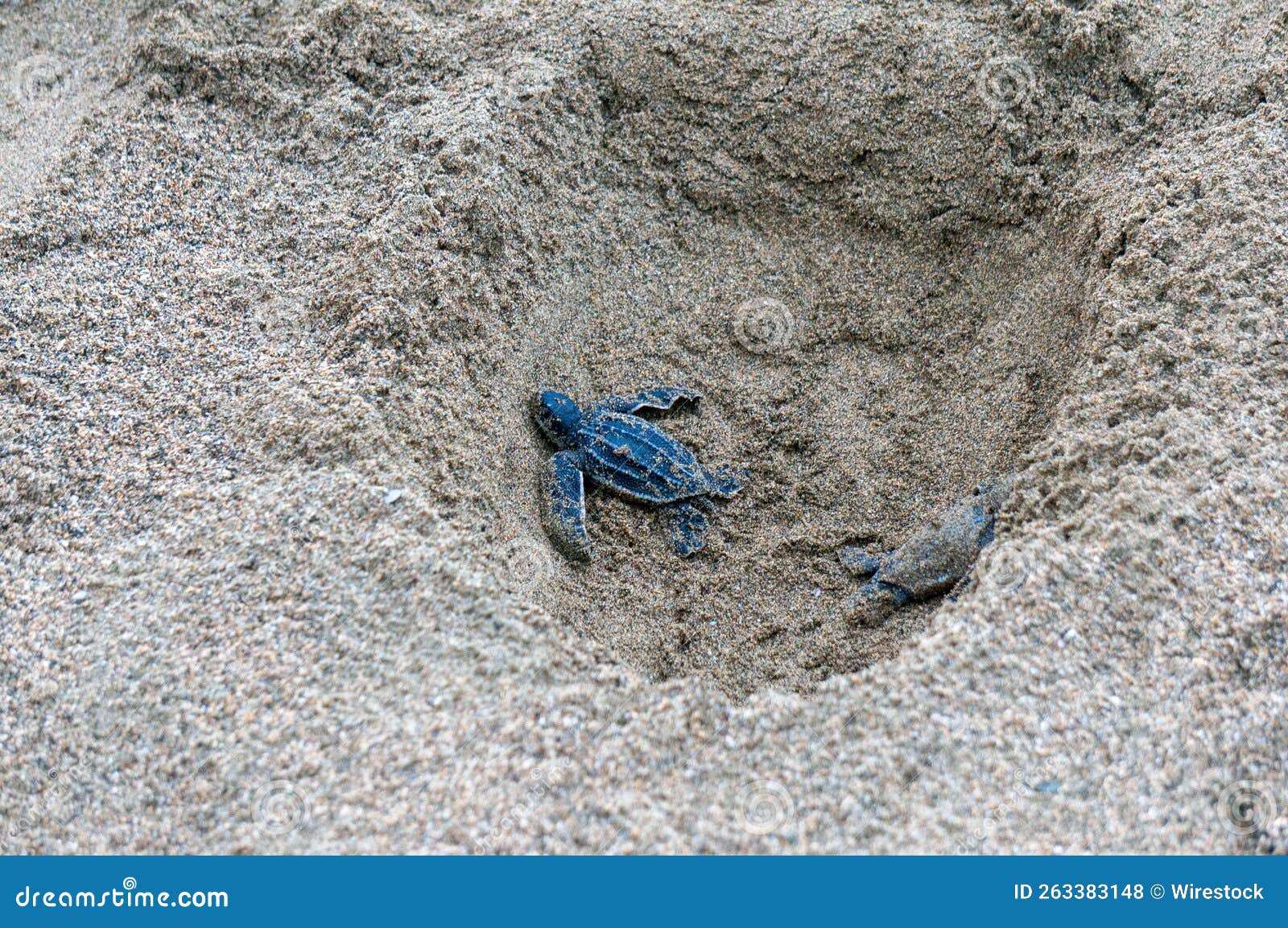 Baby Leatherback Sea Turtle Stock Photo | CartoonDealer.com #153646362
